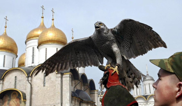 FALCON CRAZY Vladimir Putin uses trained birds of prey to take down ...