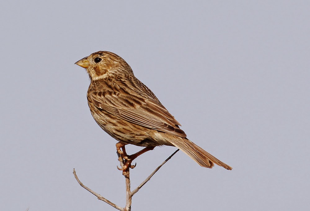 Another Bird Blog: Killing Time In Menorca