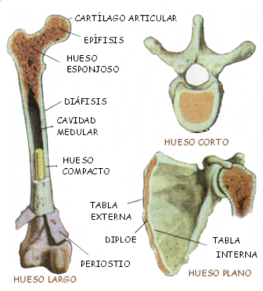 KirolXabi: ANATOMIA: HEZURRAK (HUESOS)