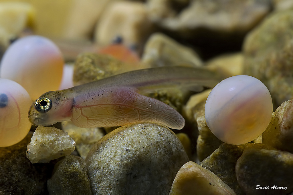 Naturaleza Cantábrica: El nacimiento del salmón