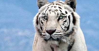 Of the most beautiful and most fascinating creatures on earth | TOOOPIC