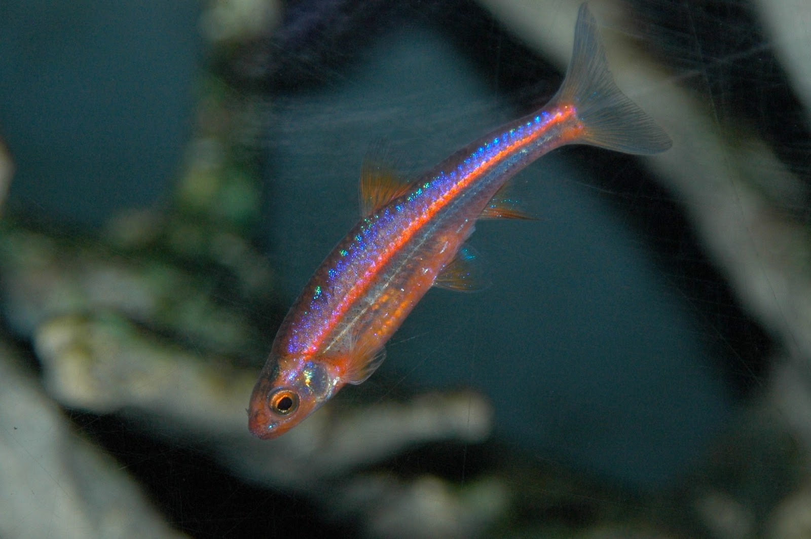 The Aquarist's Life: Successful reproduction of Rainbow shiners in ...