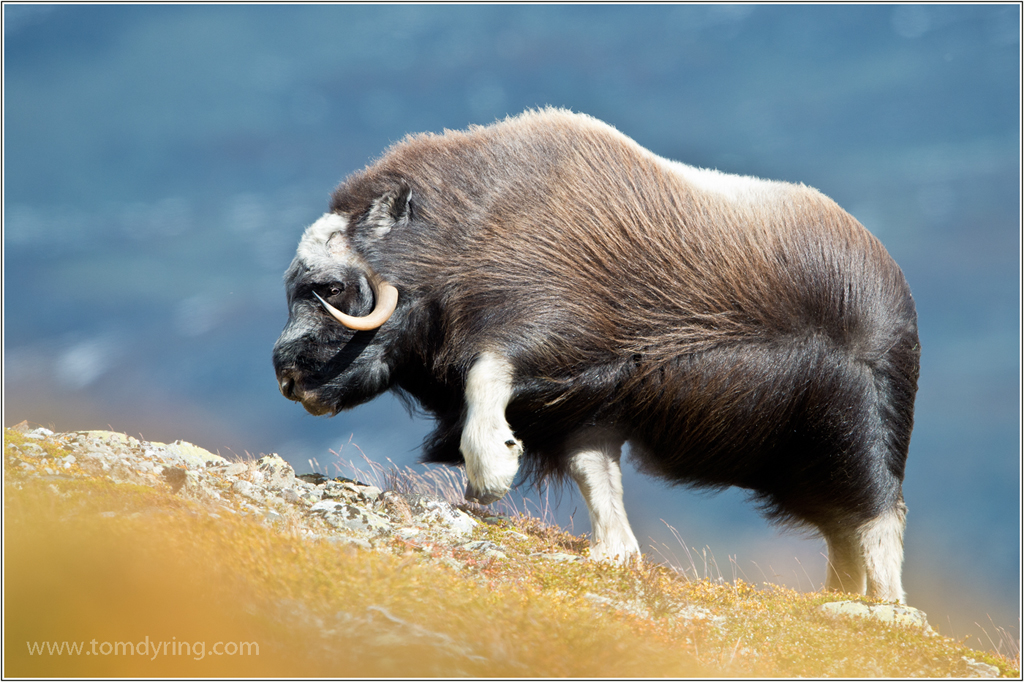 TOM DYRING WILDPHOTO / NN: MOSKUS / MUSK OXEN IN DOVRE MOUNTAIN PLATEAU