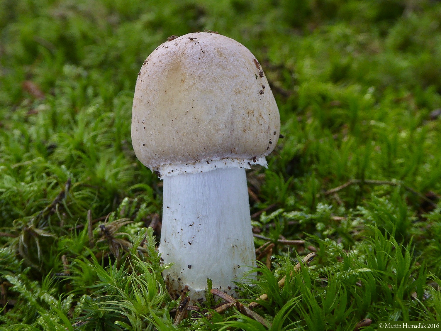 Martin Hamadak - Fotogalerie: Sluka svraskalá - Cortinarius caperatus