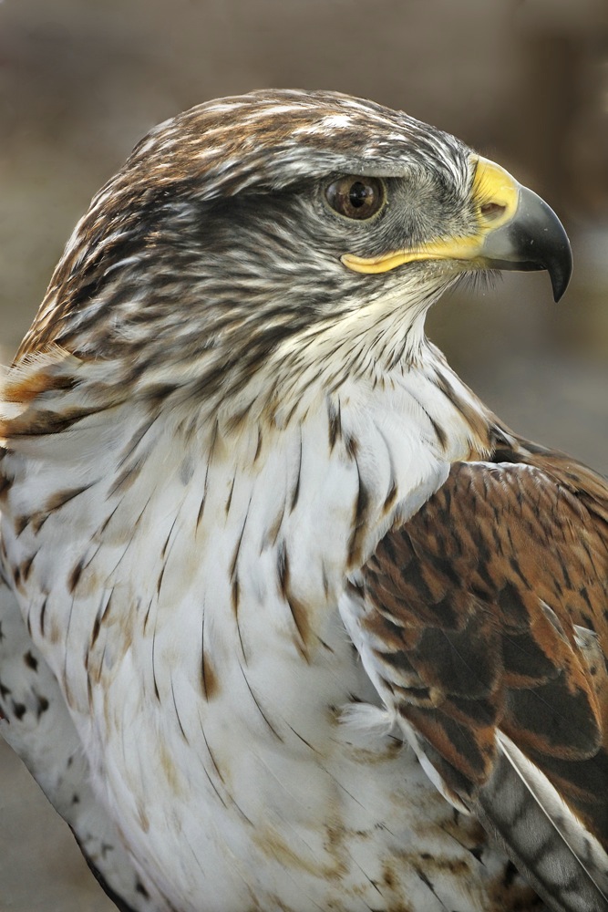 Beautiful Birds of Prey Come Back to Skamania Lodge for the Summer ...