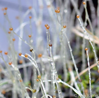 Bryophytes of Central and Northern Europe: Pellia epiphylla