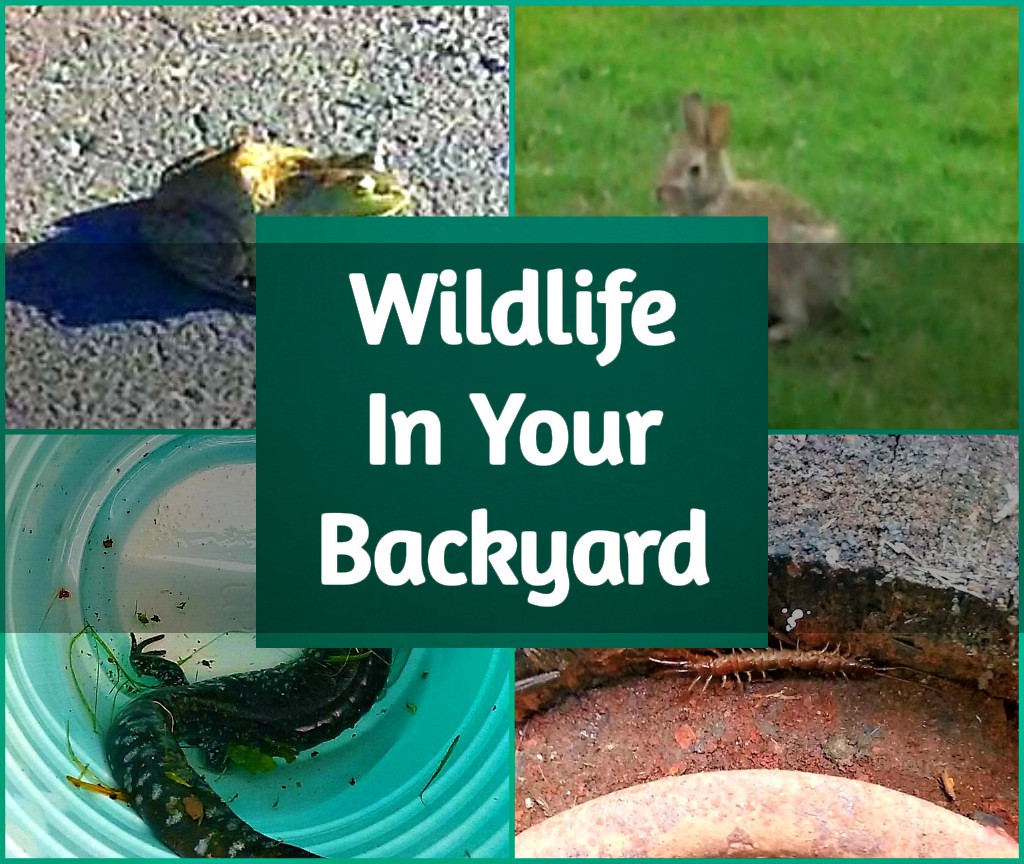 Rusty2rusty's Chatter: Wildlife In Your Backyard