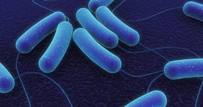 Lab work discovers bladder cell secret against urinary infection ...