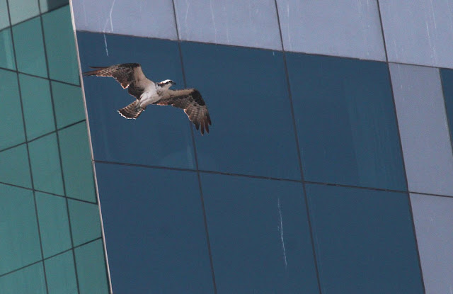 Stuart Marsden's Conservation Research Group
