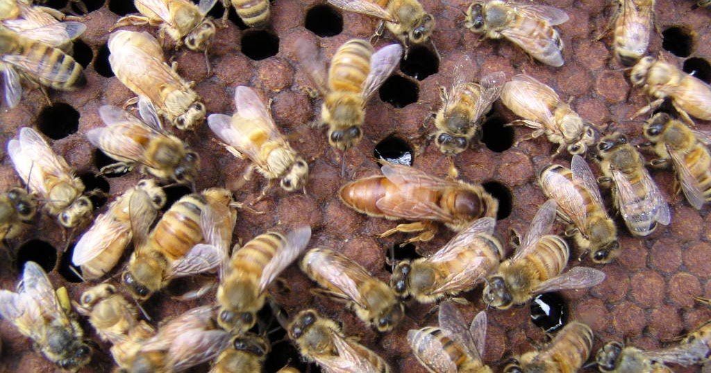 La reproduction de l'abeille - un rucher au jardin