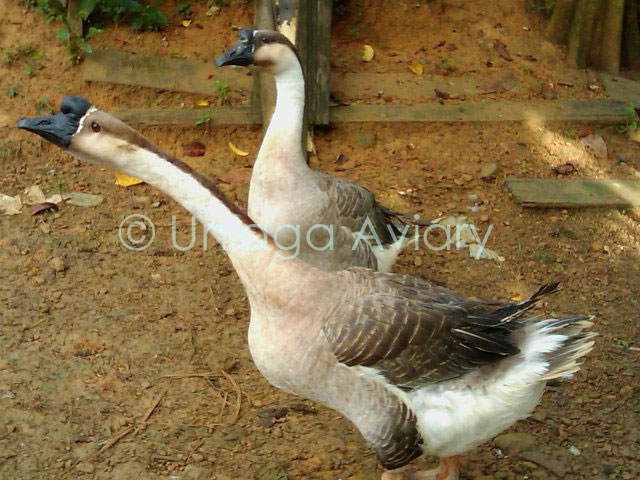 Angsa Kelabu - Uniaga Aviary™