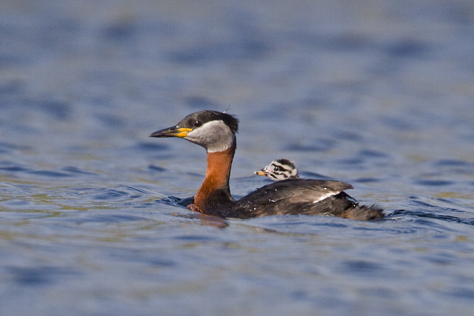 PETER'S PORTFOLIO..............Bird & Wildlife Photography: Red-necked ...