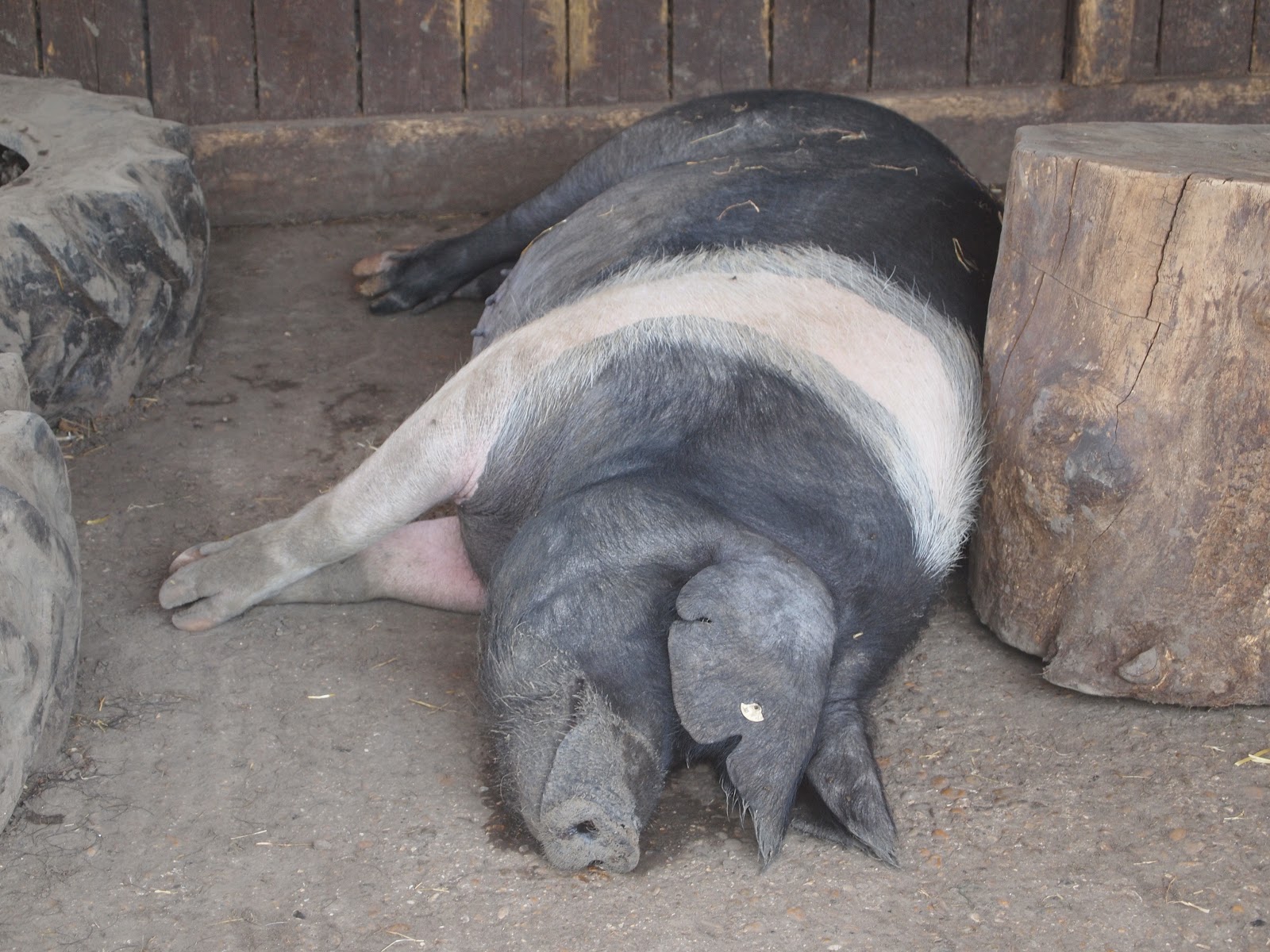 Mrs Bishop's Bakes and Banter: Family Days Out: Godstone Farm (Surrey ...