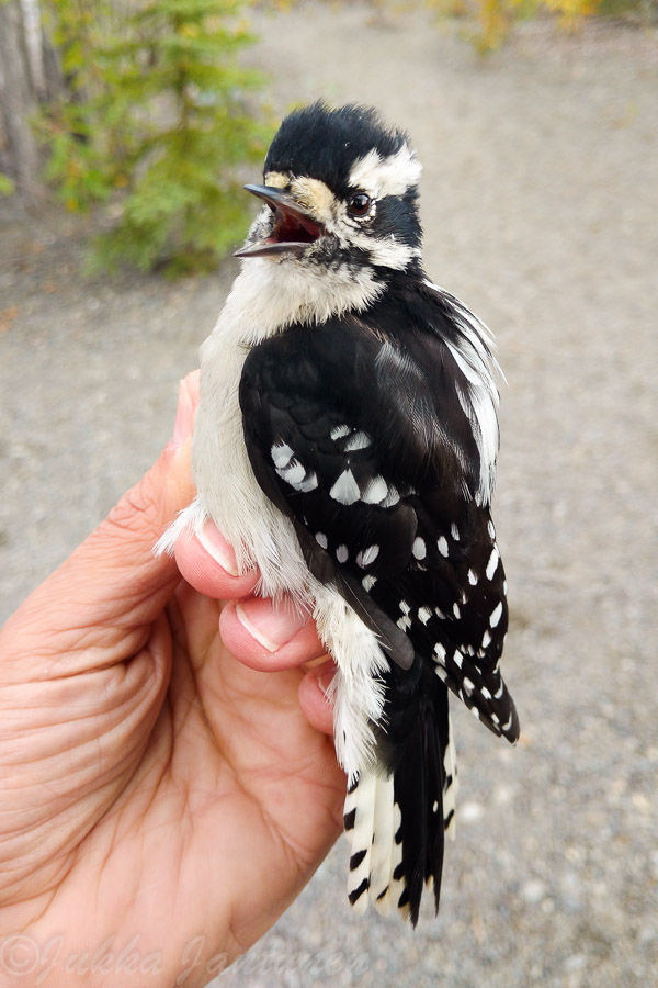 Yukon Bird Observatories