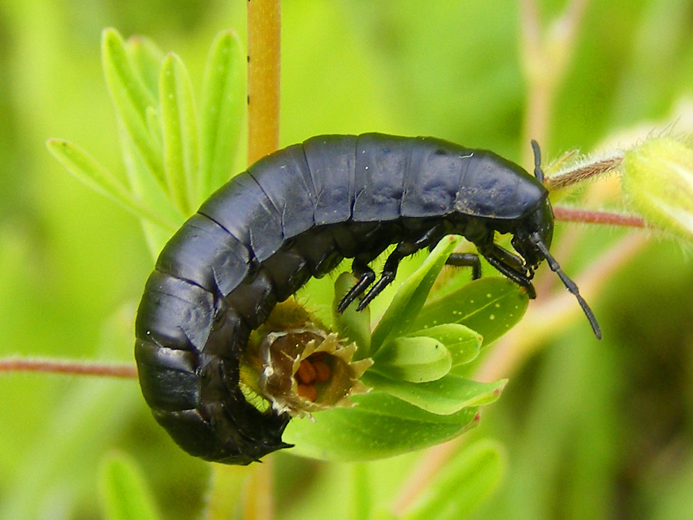Loire Valley Nature: Ground Beetles - Carabidae
