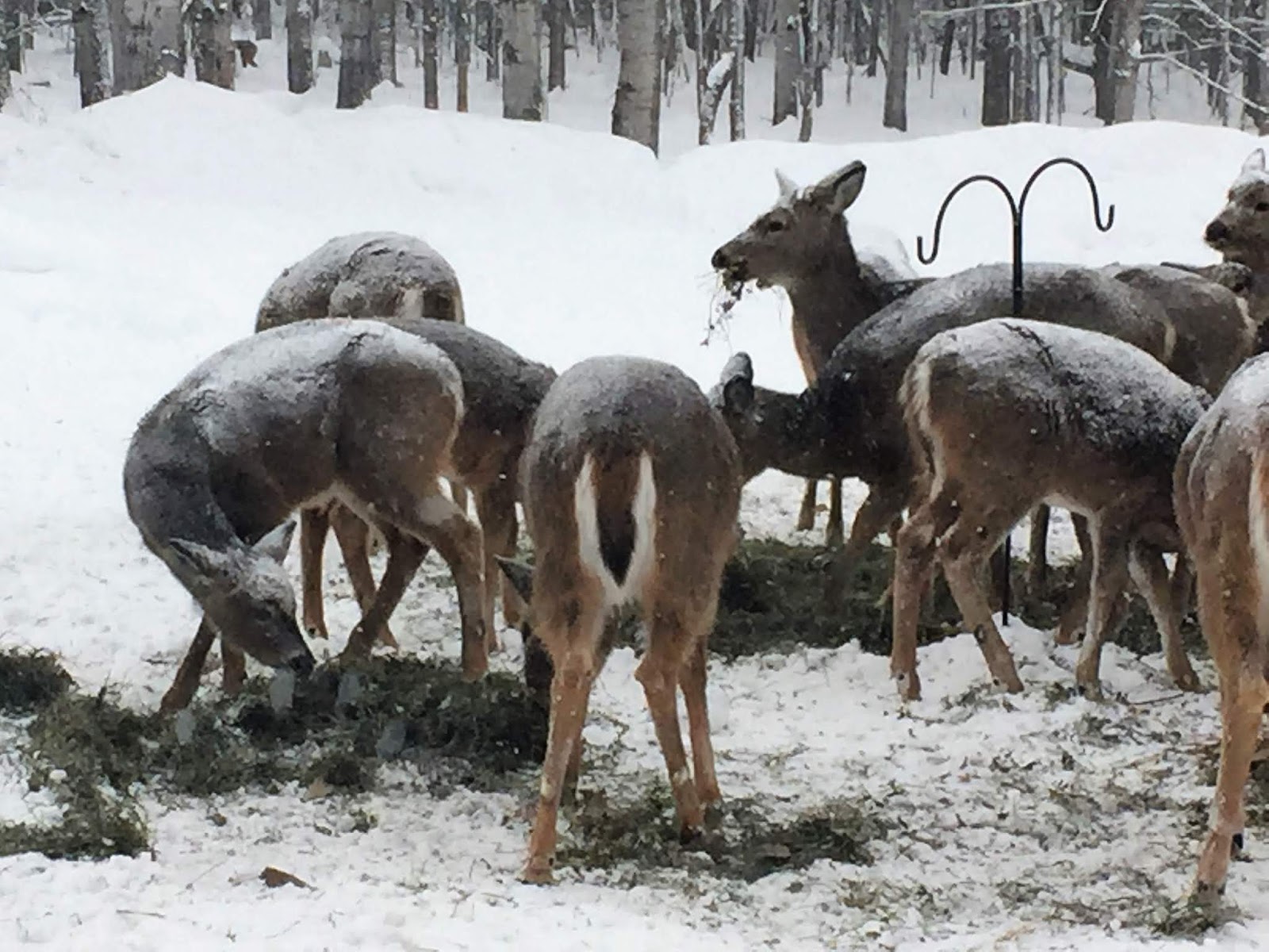 The Walking Stick: The Happy Hour Bar and Restaurant in Hulbert Michigan