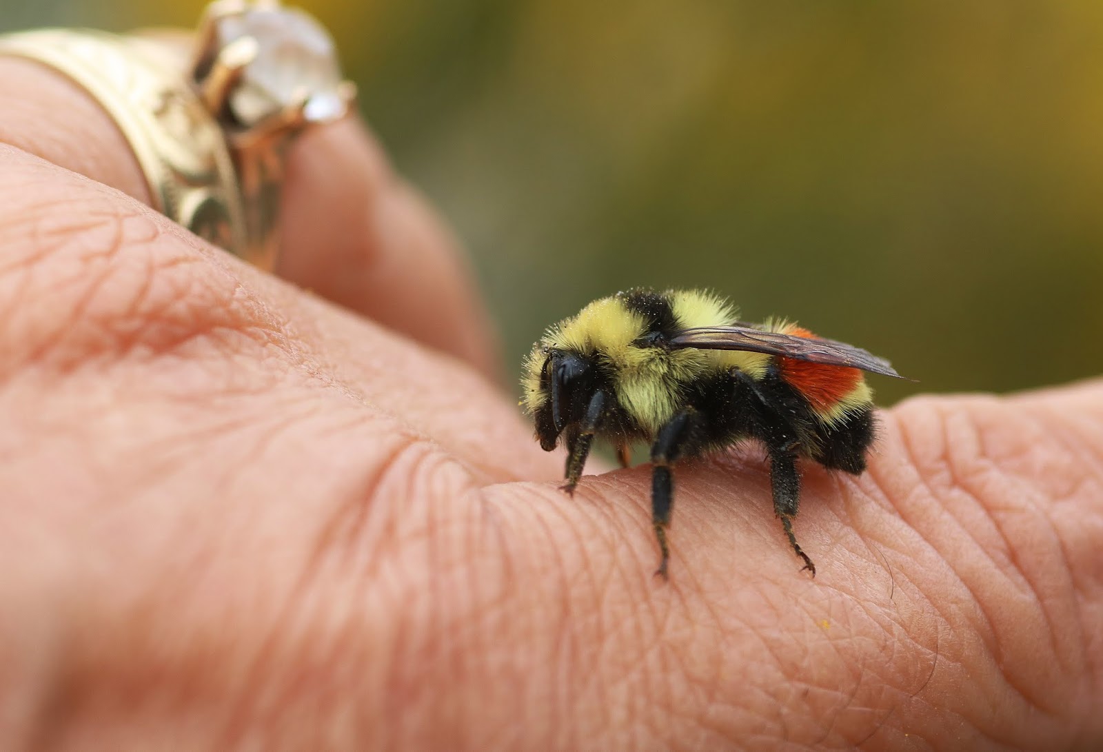 MObugs: Colorado Insects----Hunt's Bumblebee