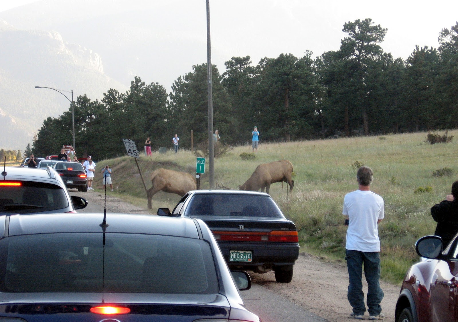 Rocky Mountain Bushcraft: Elk battle in the middle of Highway 7!