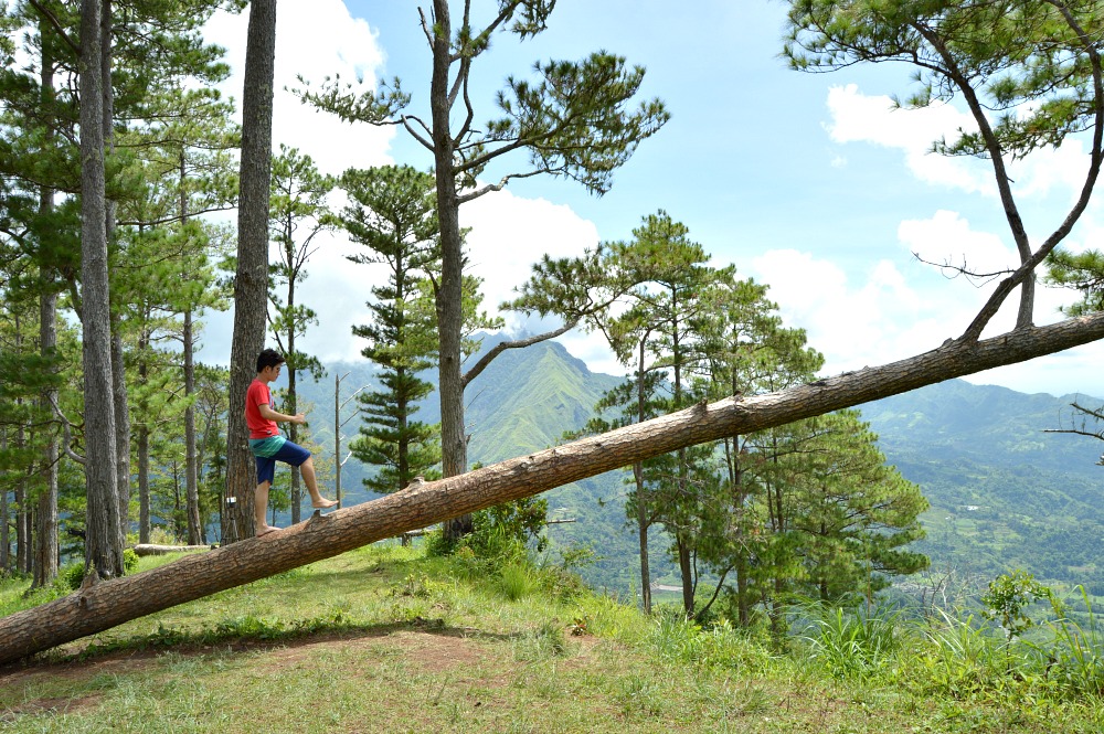 Bucari Pine Forest in Leon Iloilo