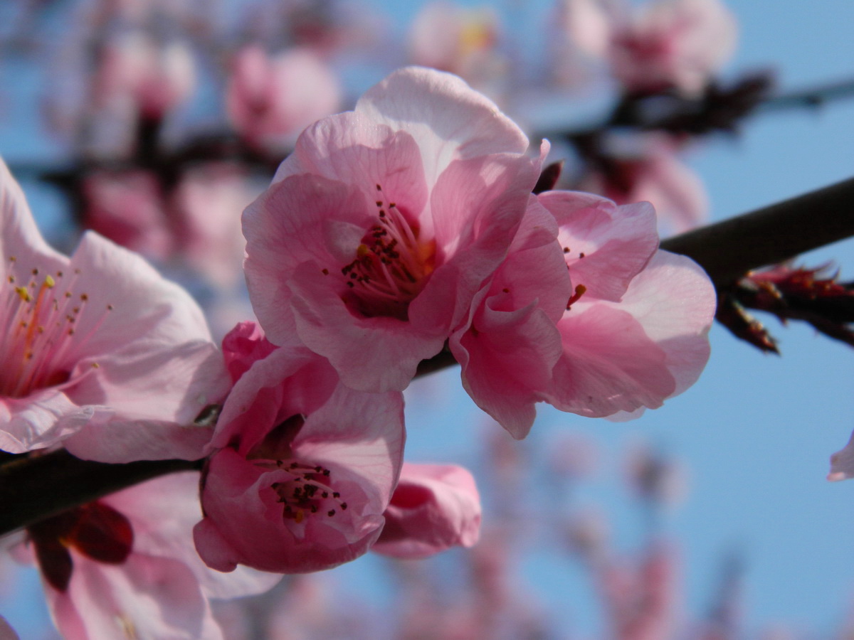 LA MULTI ANI, ROMANIA!: Flori de migdal roz