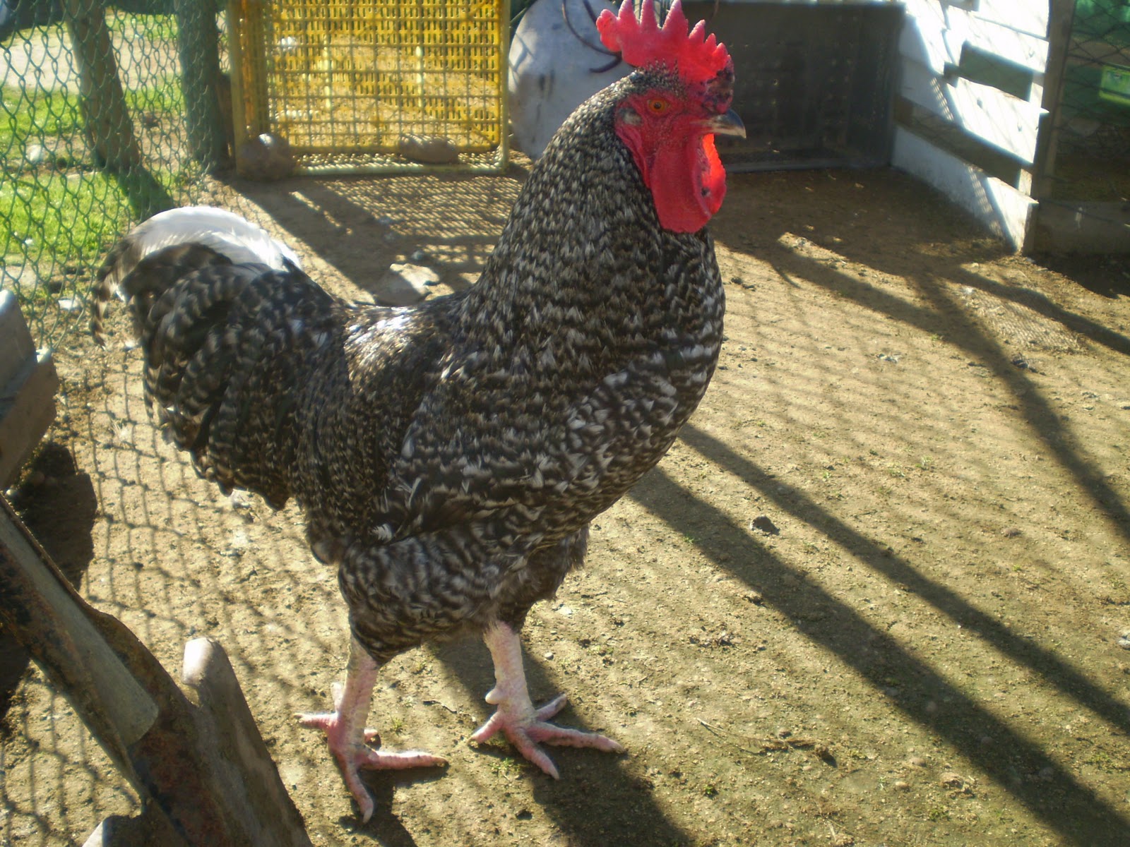 Gallo chileno: Mis Gallos