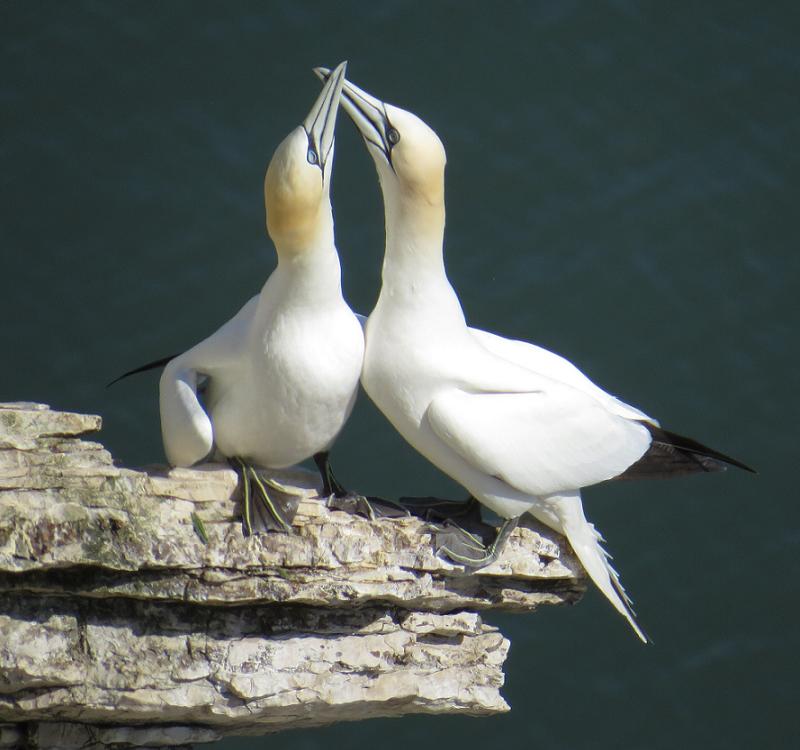 Dannysbirds: Bempton Cliffs Gannets