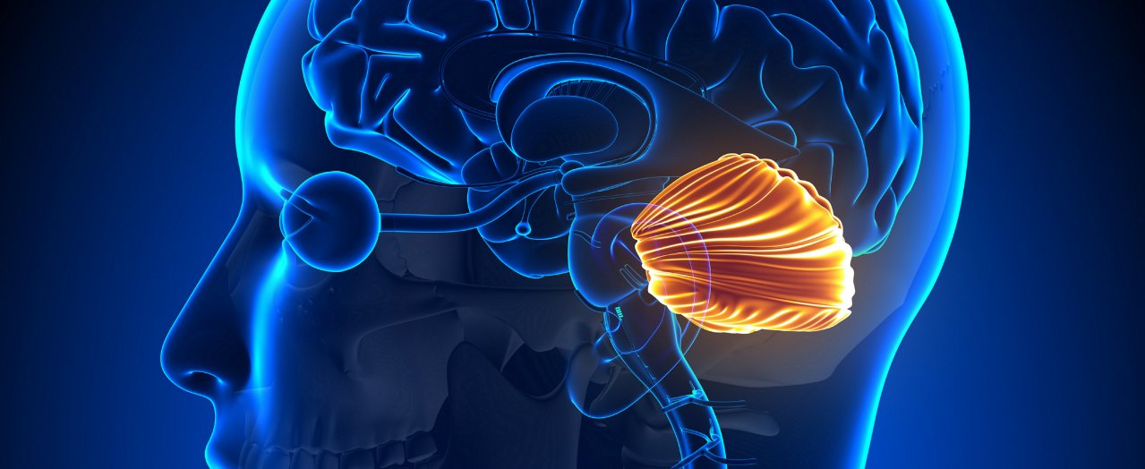 Anatomía y funciones del cerebelo - Biología