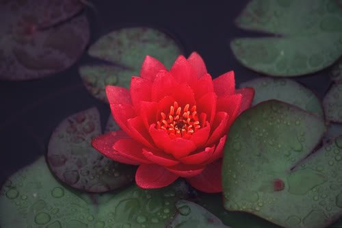 Red Lotus Flower - Flower HD Wallpapers, Images, PIctures, Tattoos and ...