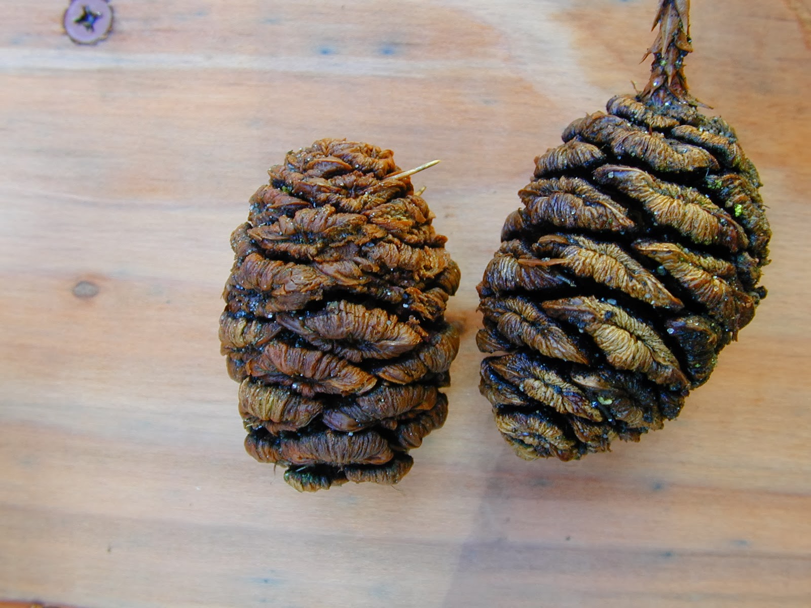 Trees of Santa Cruz County: Sequoiadendron giganteum - Giant Redwood