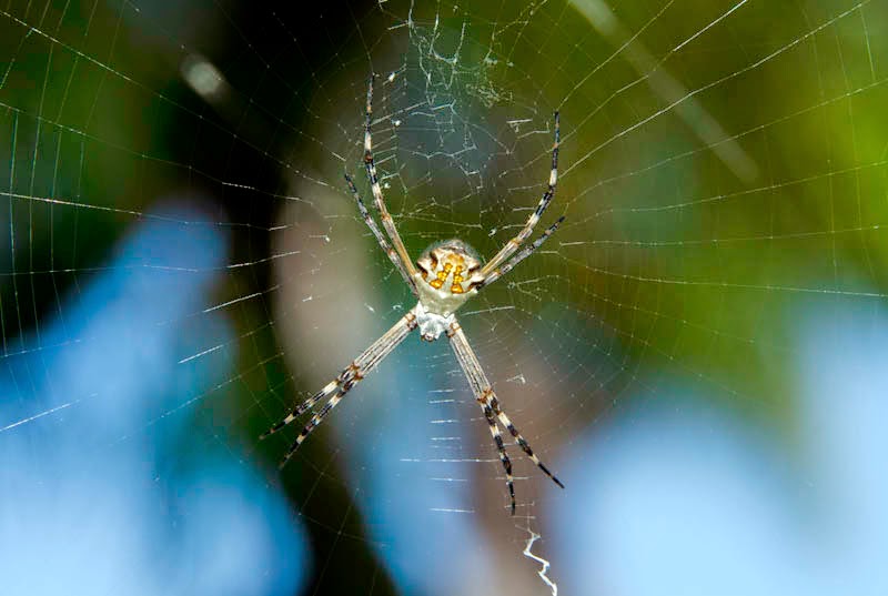 The Wayward Hawaiian: Silver garden spider, Argiope argentata: a Beauty ...