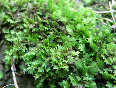Moss Plants and More: June 2013