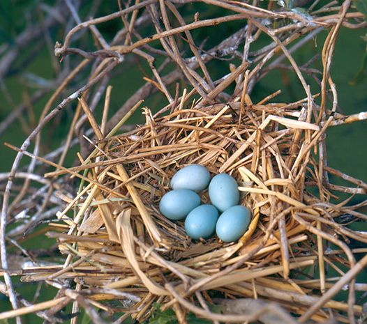 Glossy Ibis - ARUNACHALA BIRDS