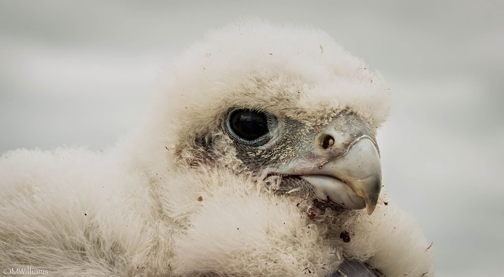 The Raptor Center: Peregrine Chicks Banded at Ford Parkway