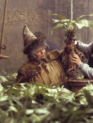 Gothic Vampire: Mandrágora na Magia