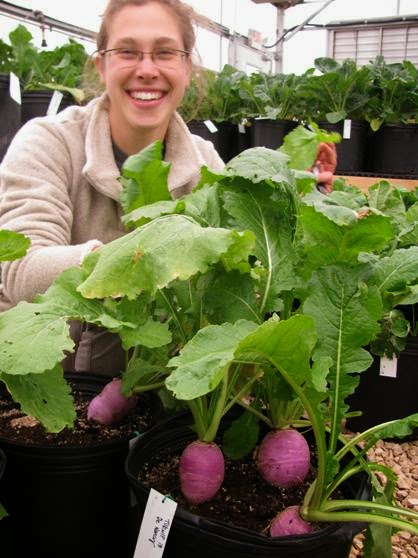 How to grow turnips in pots #vegetable_gardening