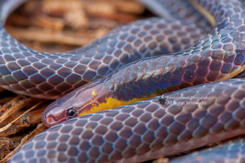 Within the Chronicles' Frame: March 2014