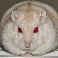 Hamstercitos :3: Variedad Cromática en los Hamsters Rusos