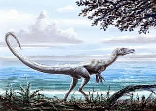 Um compsognato brasileiro: Mirischia asymmetrica ~ Paleontologia Brasileira