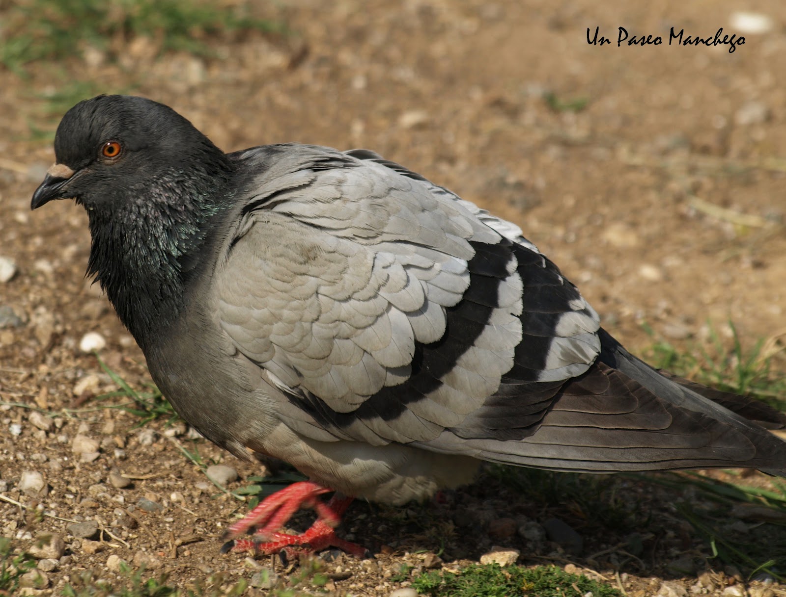 Un Paseo Manchego: Las palomas de ciudad; Un éxito asegurado.