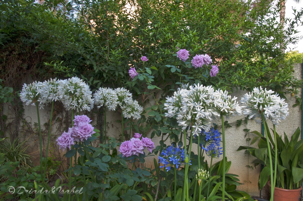 LA MAGIA DE MI JARDIN: AGAPANTO BLANCO Y AZUL