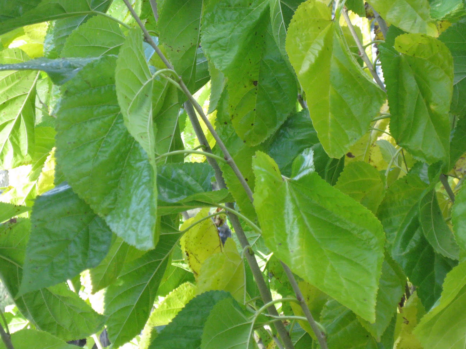 Robin's Double Life: Mulberry trees are a symbol of abundance
