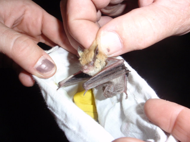 Bats are not bugs: Desert bats