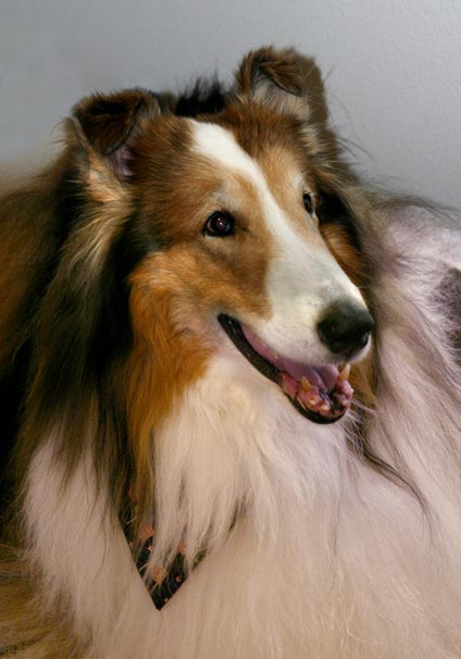 How To Brace Collie Ears