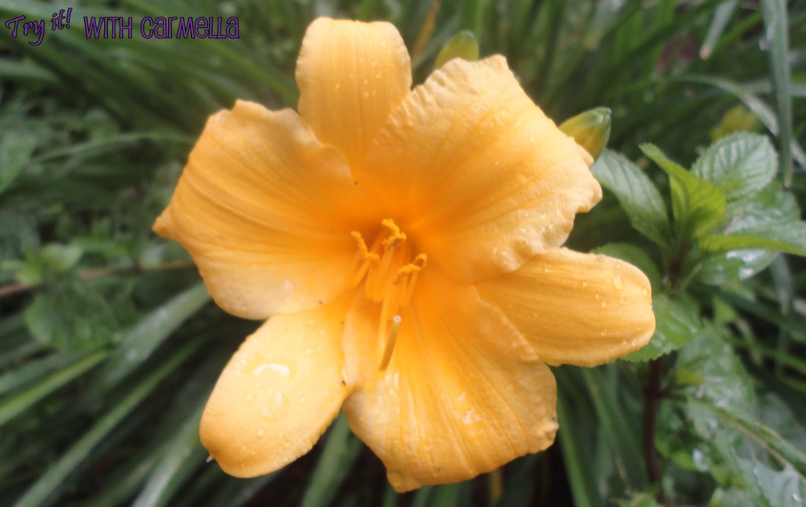 *Try It With Carmella*: Wild Yellow Flowers