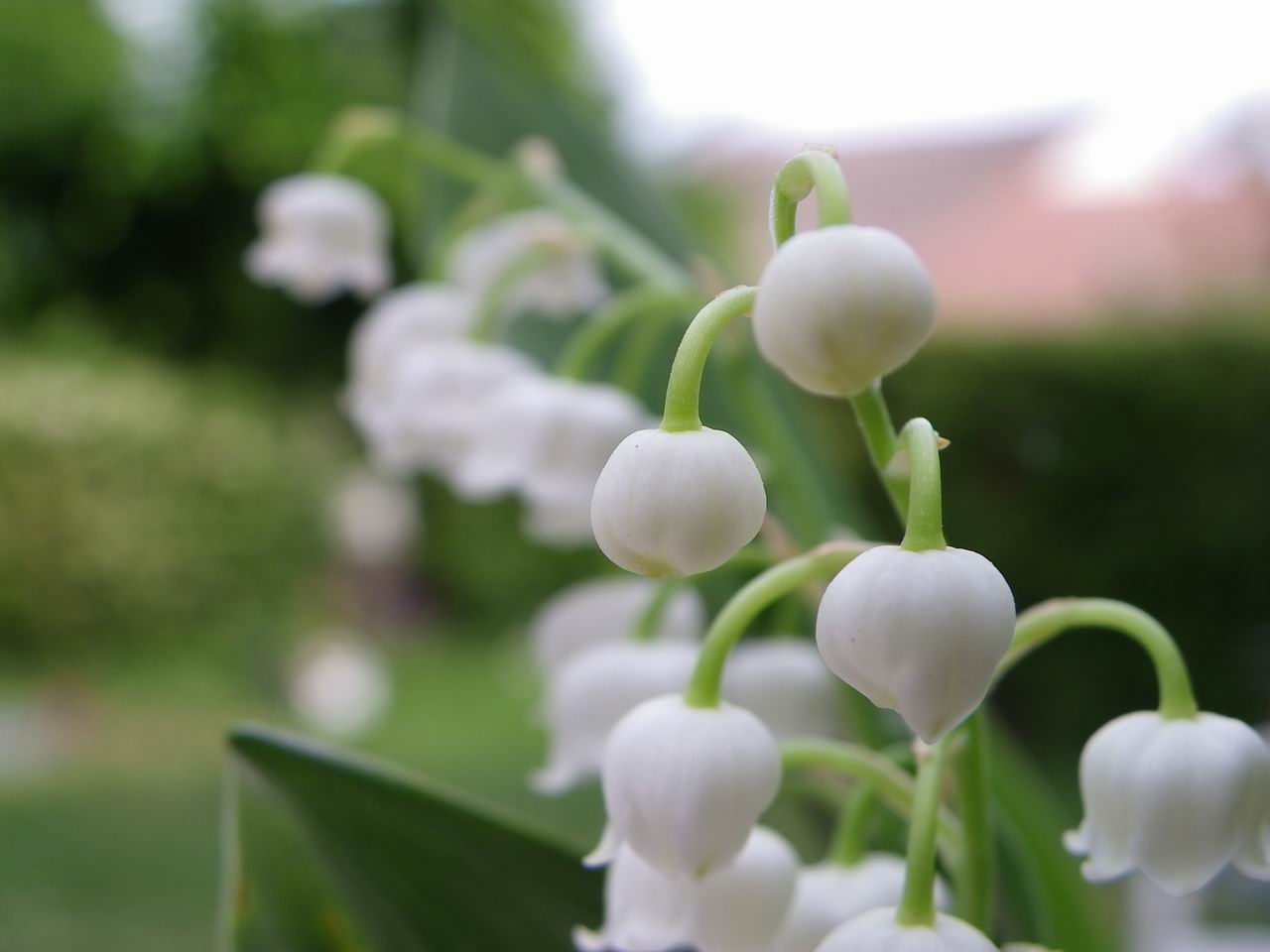 Muguet