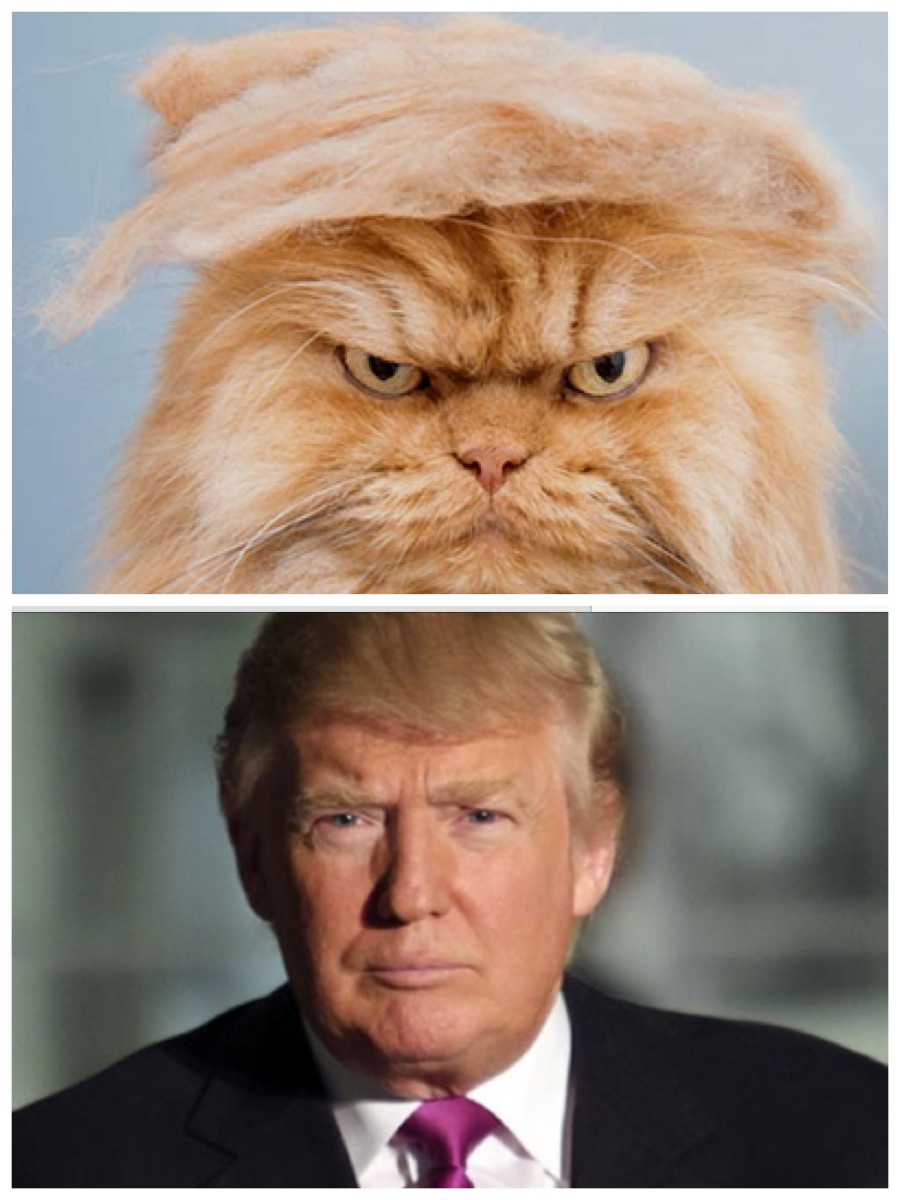 daily timewaster: Trump your cat
