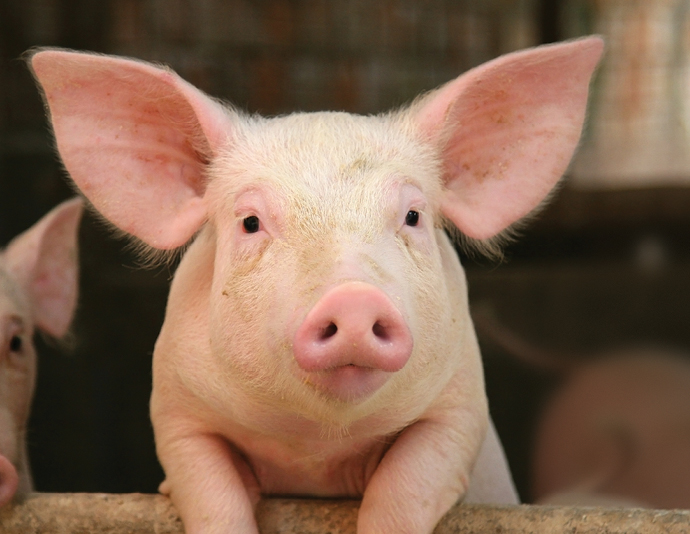 CIENCIAS AGROPECUARIA: PORCINOCULTURA