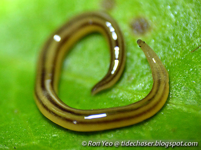 tHE tiDE cHAsER: Ribbon Worms (Phylum Nemertea) of Singapore