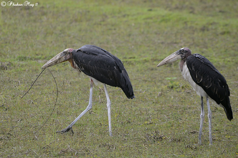 Indian Birds Photography: [BirdPhotoIndia] Greater Adjutant Stork - 3