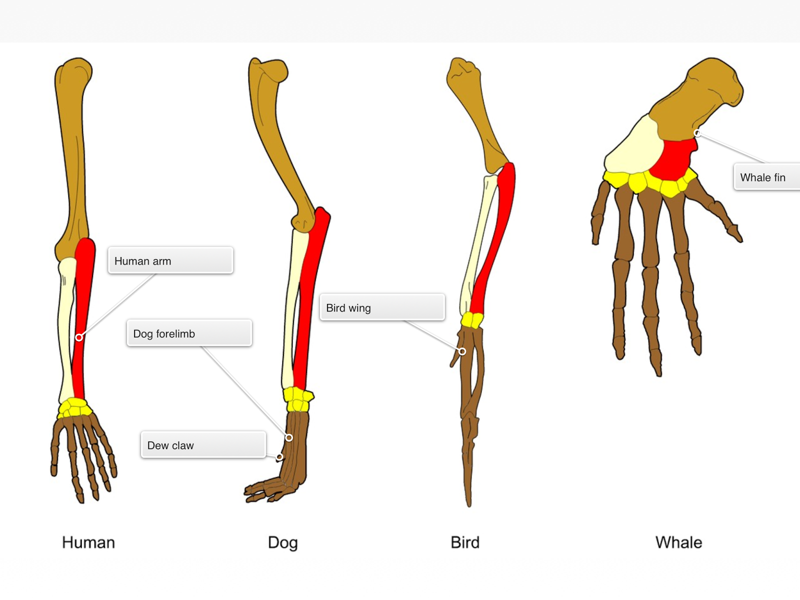 Paleoantropología hoy: El concepto de especie. Barreras reproductivas ...